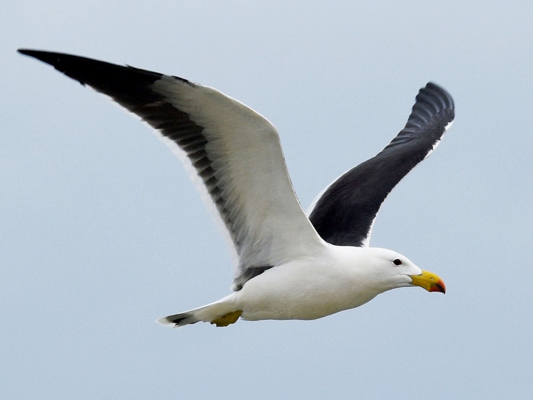 Pacific Gull - eBird