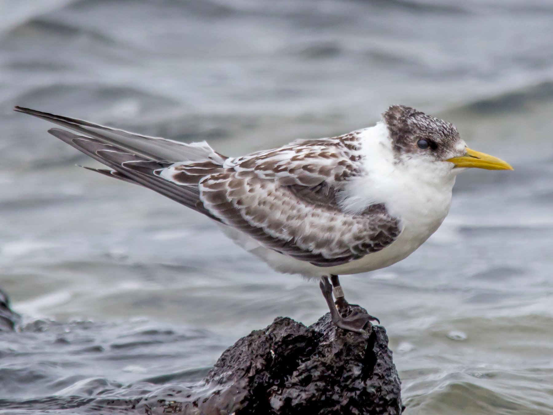 Great Crested Tern - eBird