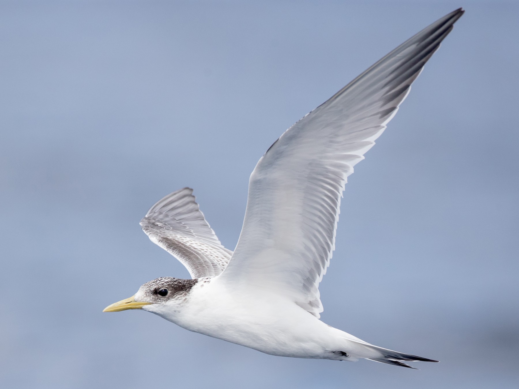 Great Crested Tern - eBird