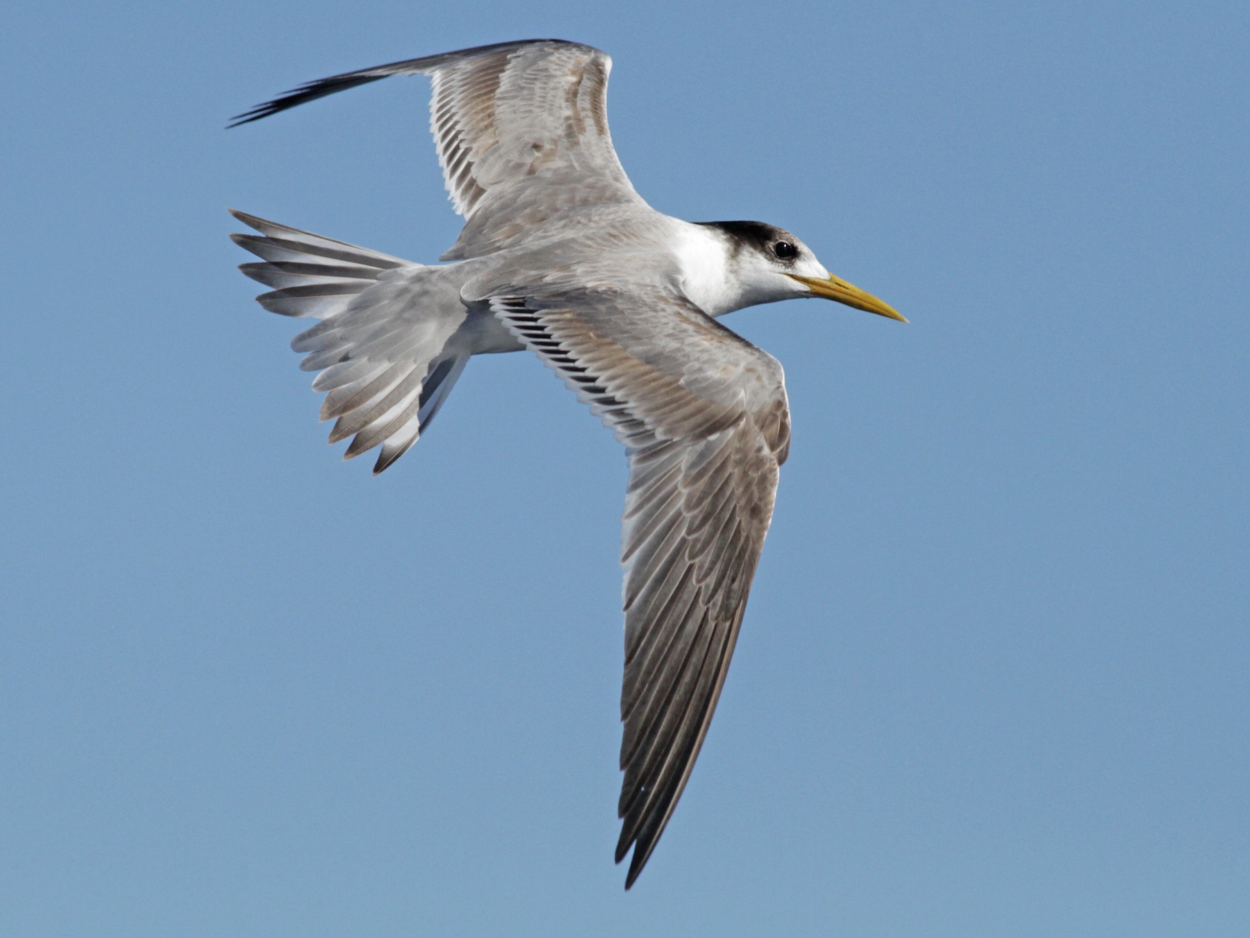 Great Crested Tern - eBird