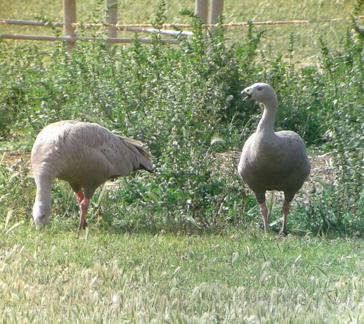 eBird Checklist - 8 Oct 2018 - Serendip Sanctuary - 1 species