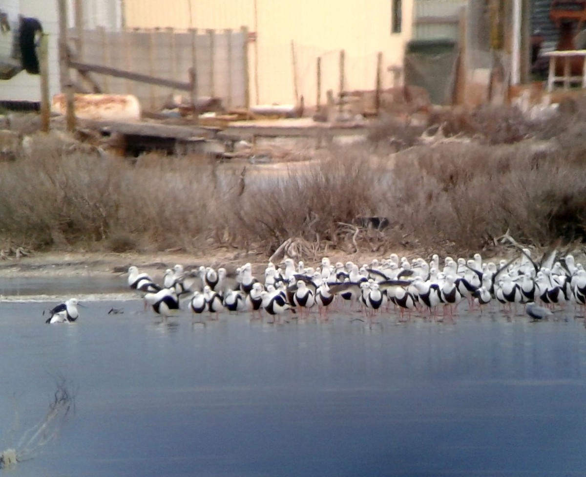 eBird Checklist - 8 Oct 2018 - Avalon Saltworks - 21 species