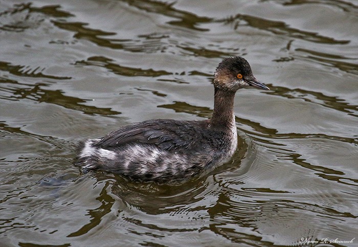 Horned/Eared Grebe - eBird