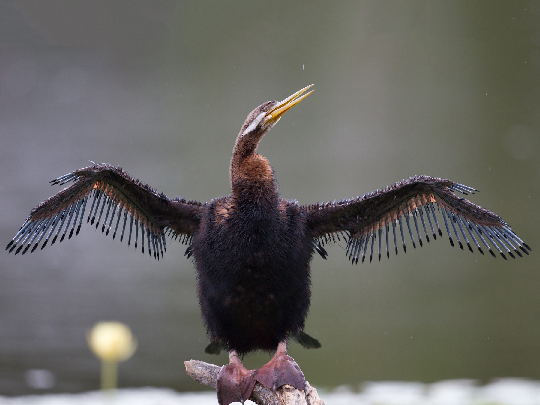 Australasian Darter - eBird