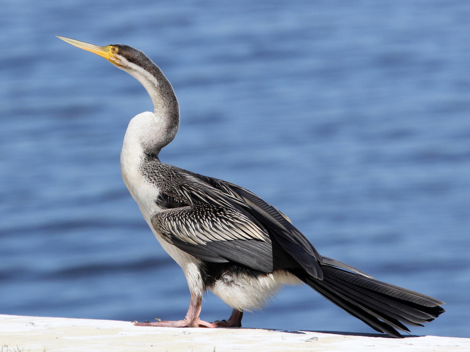 Australasian Darter - eBird