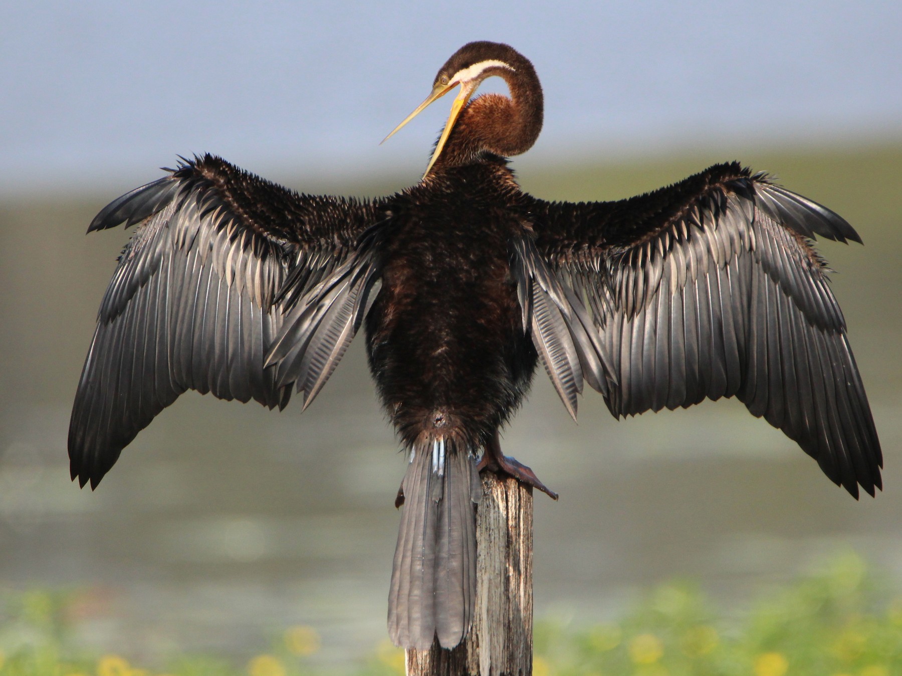 Australasian Darter - eBird