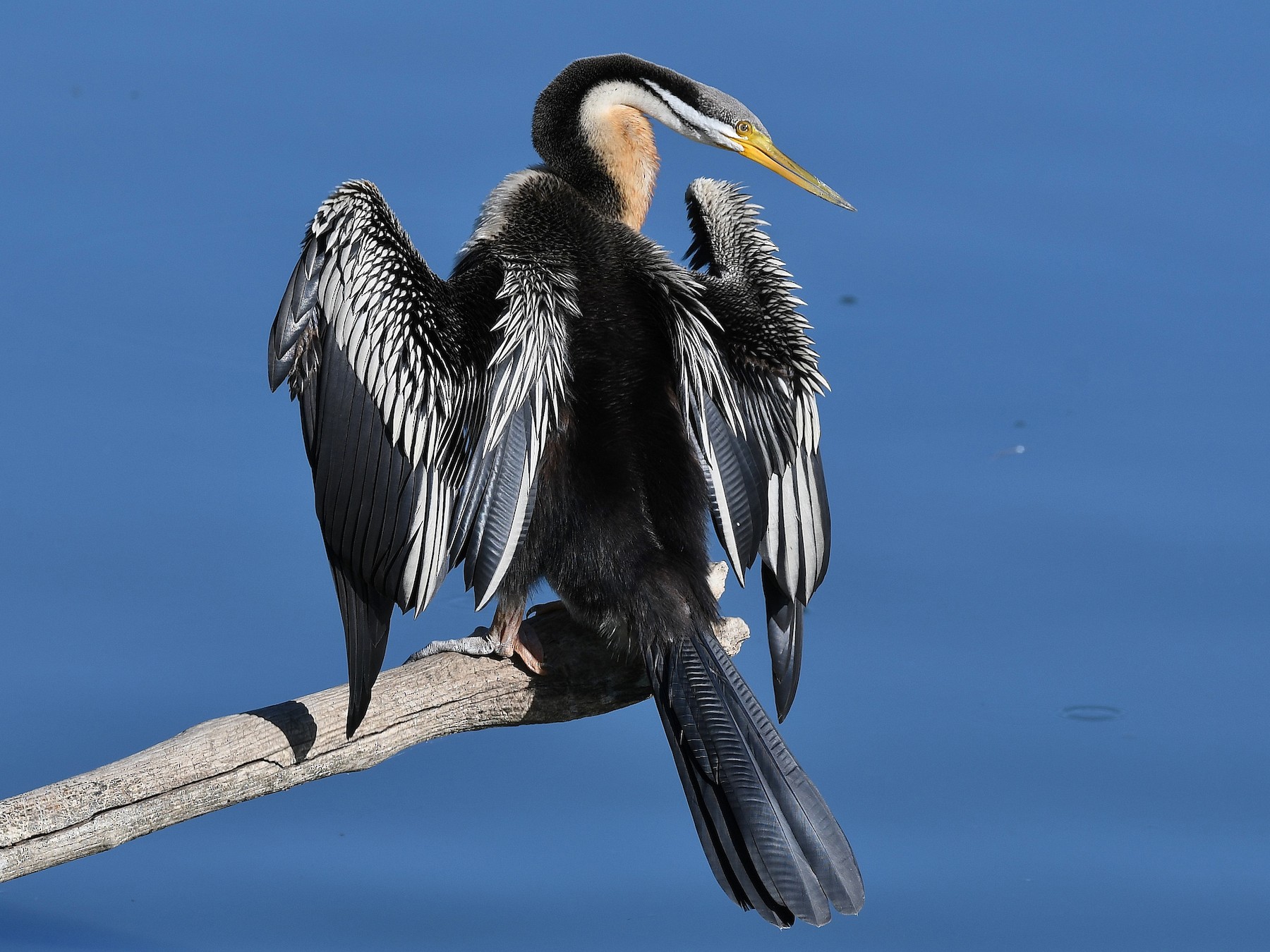 Australasian Darter - eBird