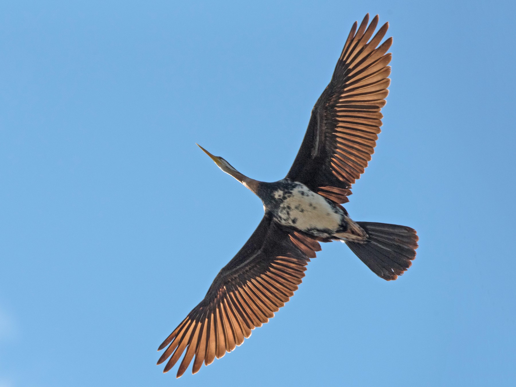 Australasian Darter - eBird