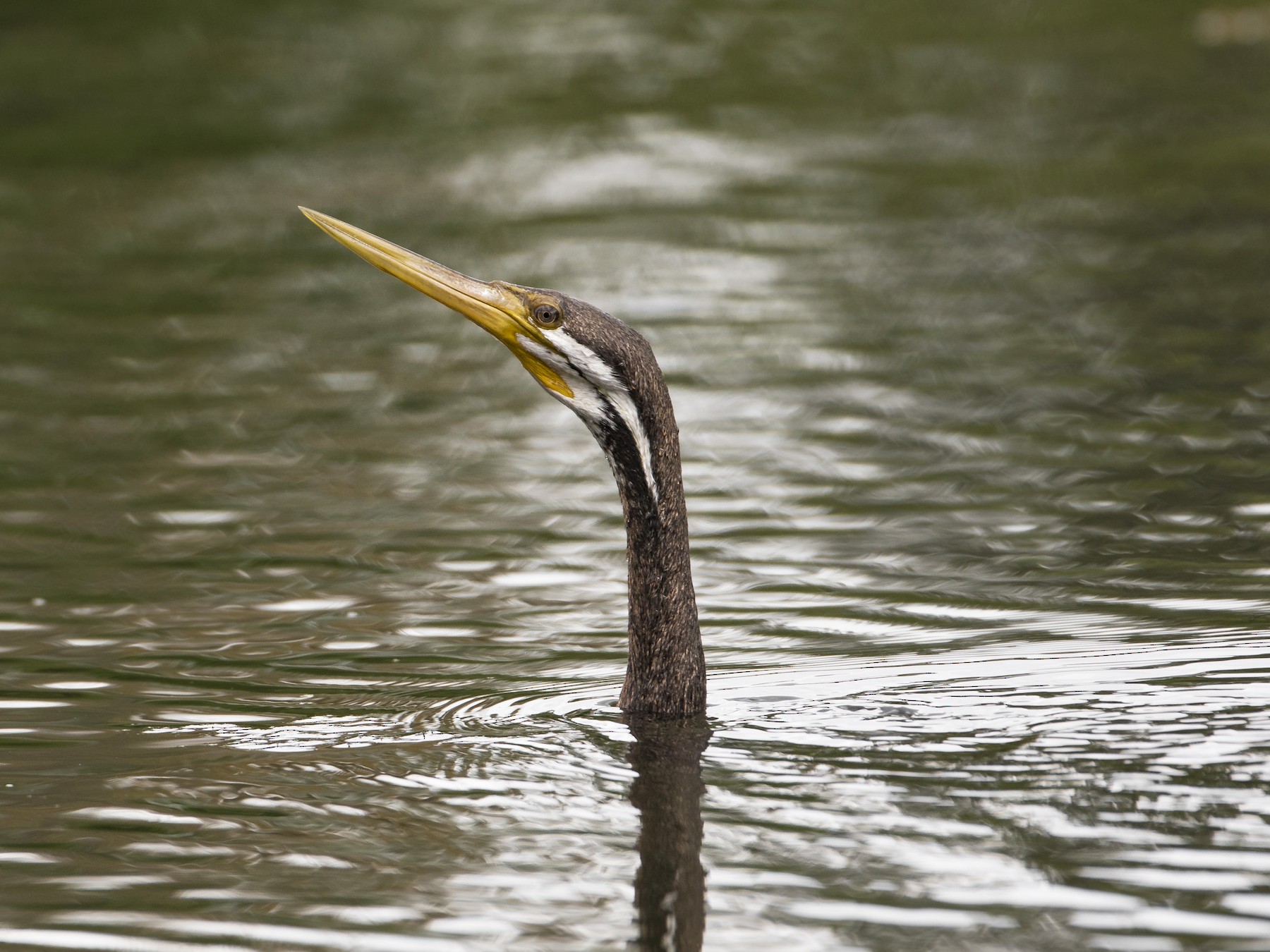 Australasian Darter - eBird