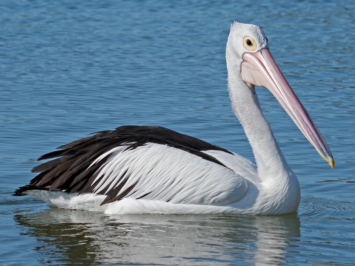 Australian Pelican - Pelecanus conspicillatus - Birds of the World