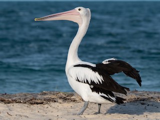 Australian Pelican - eBird