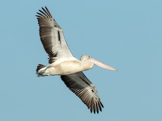 Pelicano-australiano - eBird