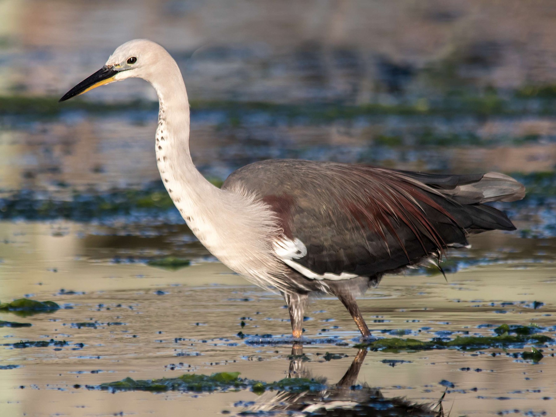 Pacific Heron - eBird
