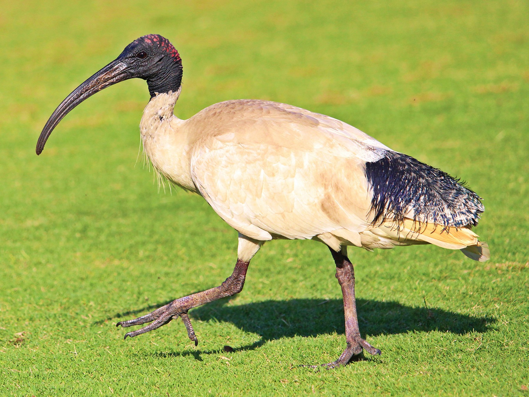 Australian Ibis - eBird