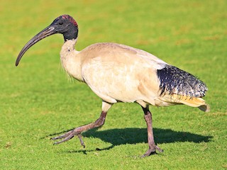 Australian Ibis - eBird