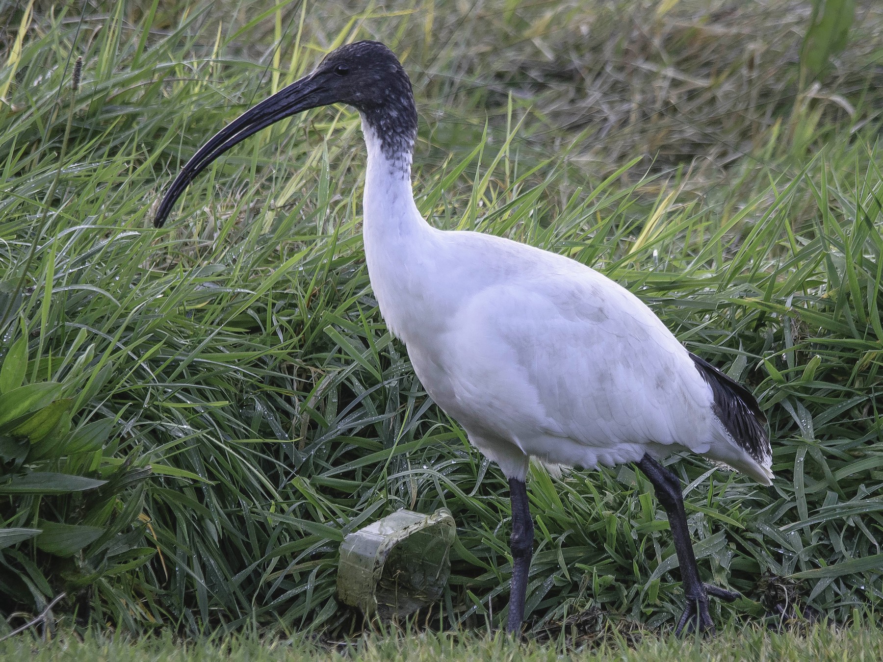 Australian Ibis - eBird