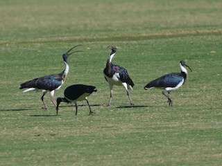 Straw-necked Ibis - eBird