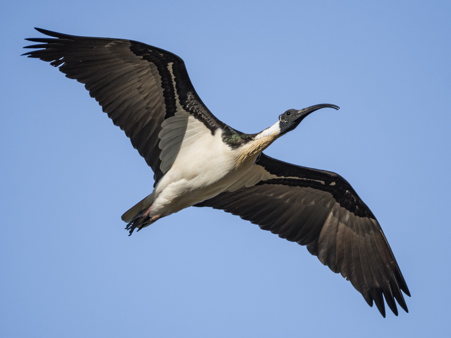 Straw-necked Ibis - eBird