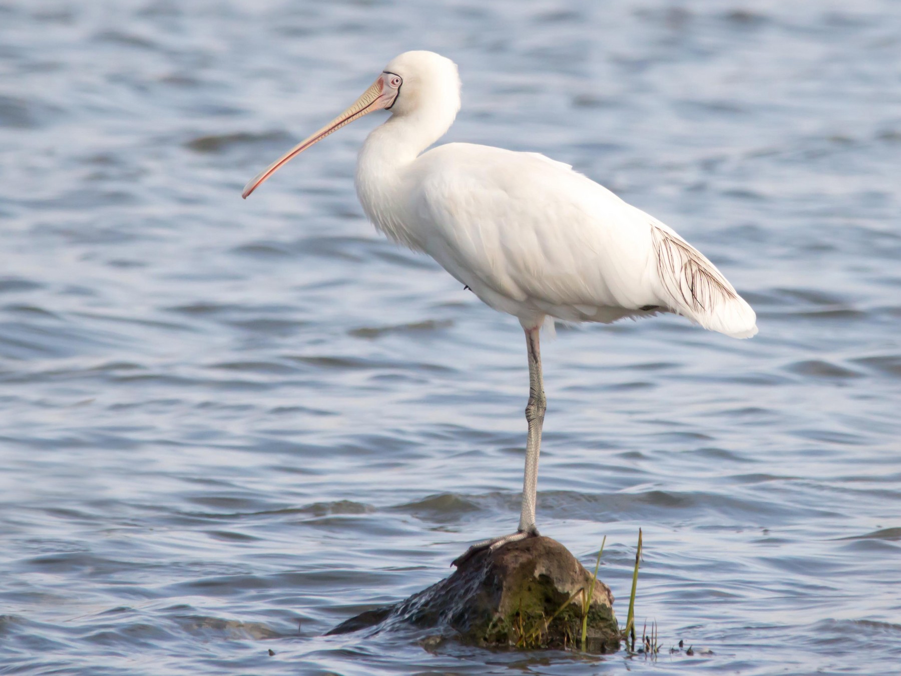 Yellow-billed Spoonbill - eBird