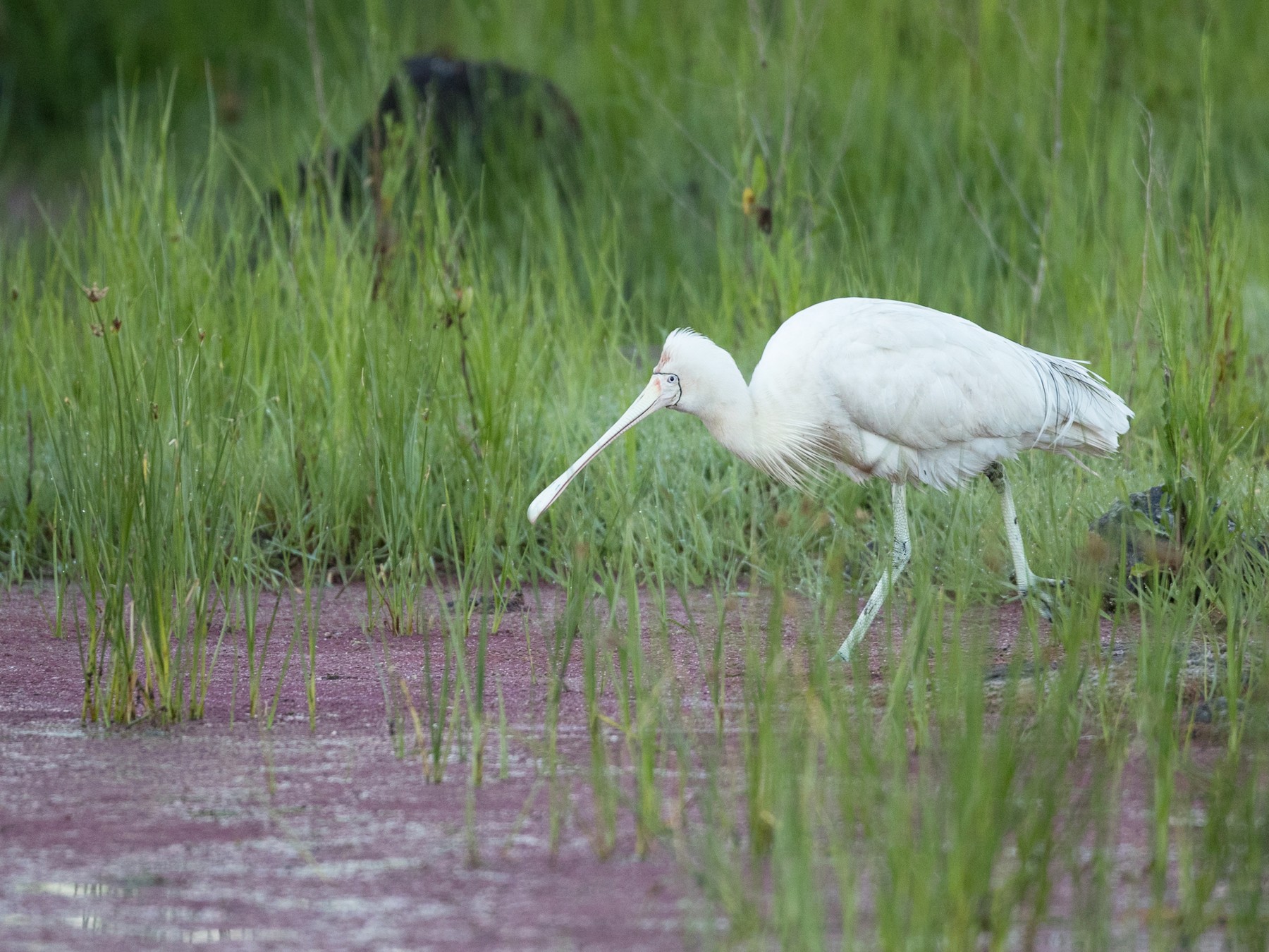 Yellow-billed Spoonbill - eBird