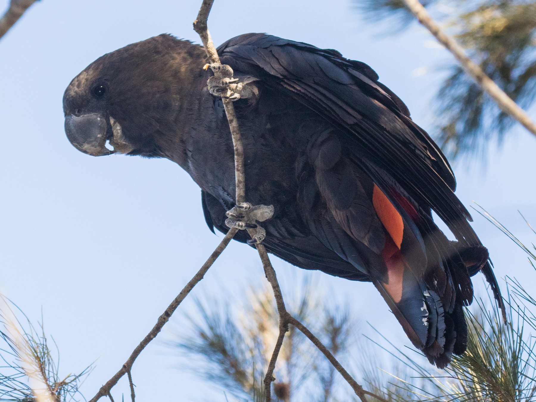 Glossy Black-Cockatoo - eBird