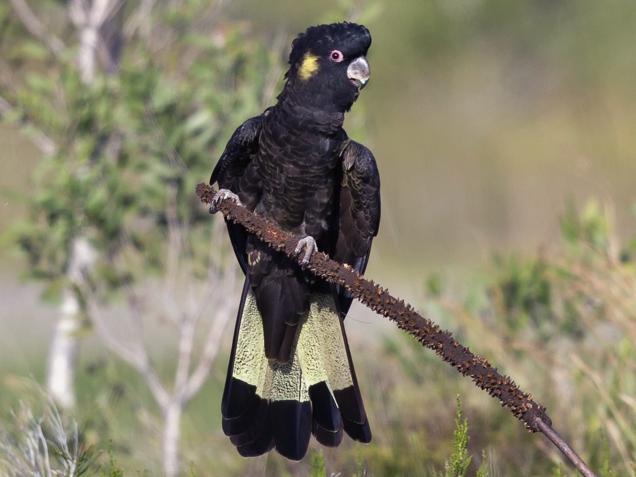 Yellow-tailed Black-Cockatoo - eBird