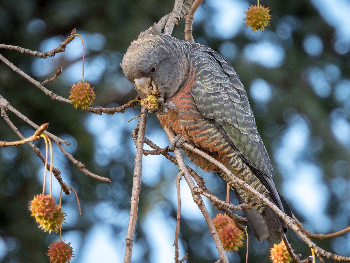 Cacatoès à tête rouge - eBird