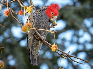 Gang-gang Cockatoo - eBird