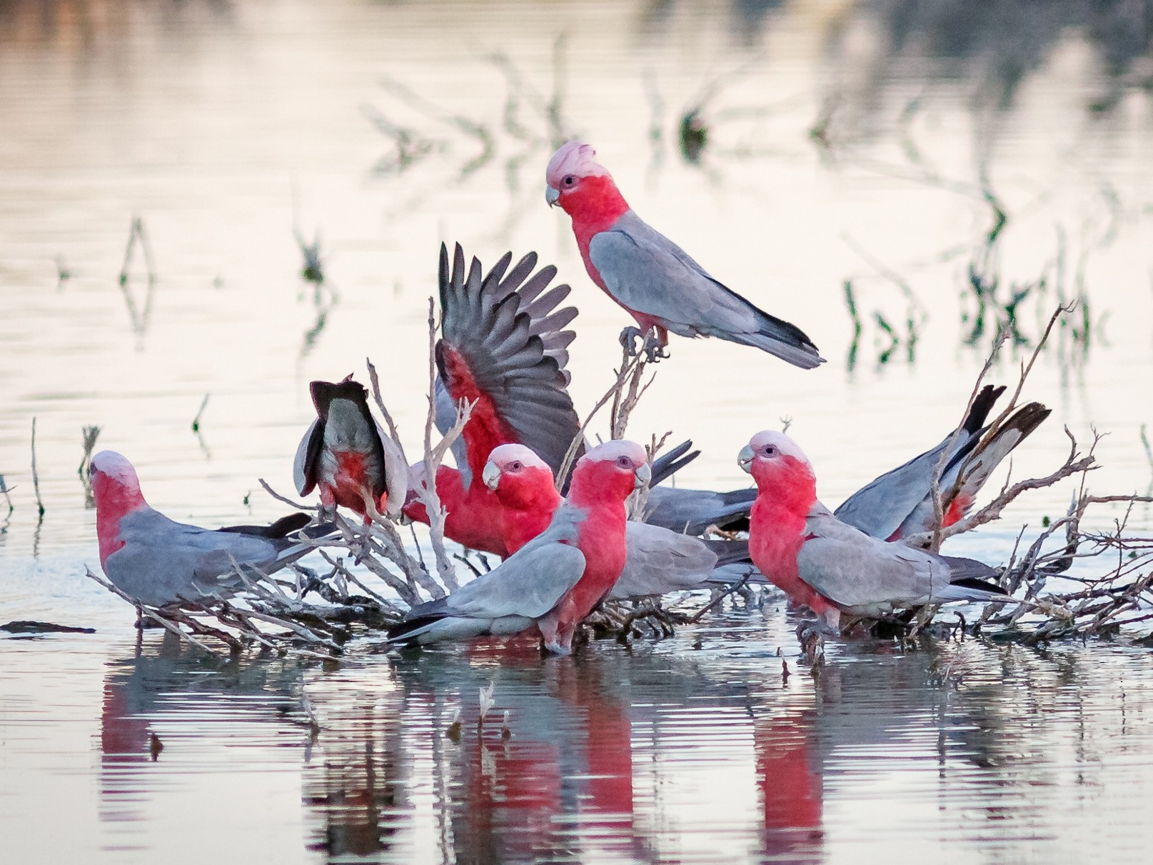 Galah - eBird