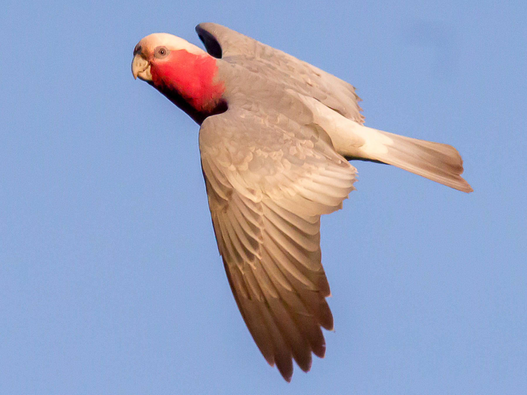 Galah - eBird