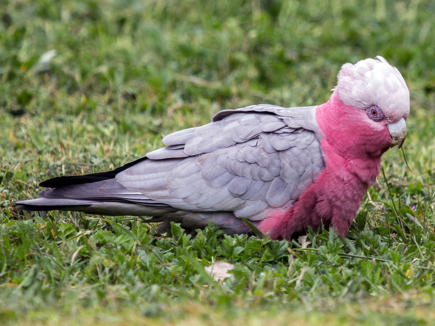 Galah - eBird