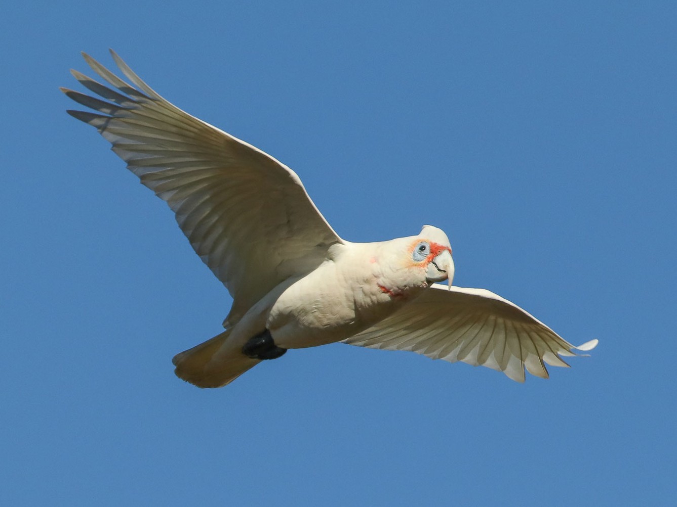 Long-billed Corella - eBird