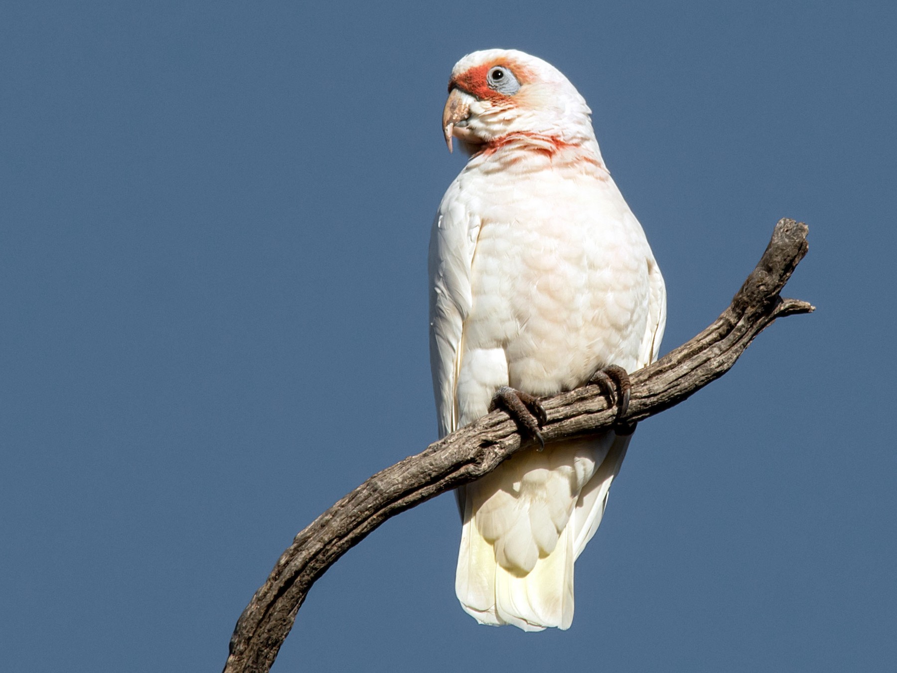 Long-billed Corella - eBird