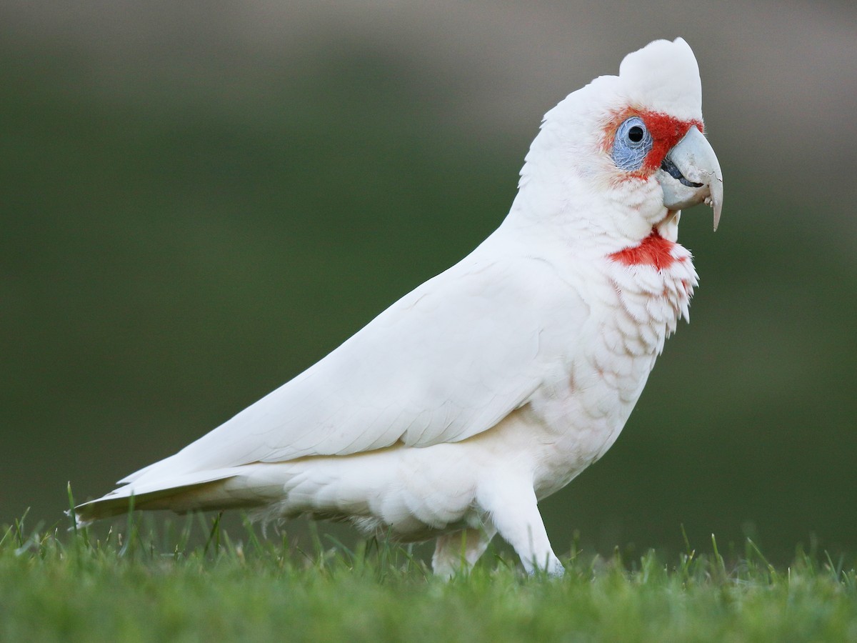 Long-billed Corella - Cacatua tenuirostris - Birds of the World