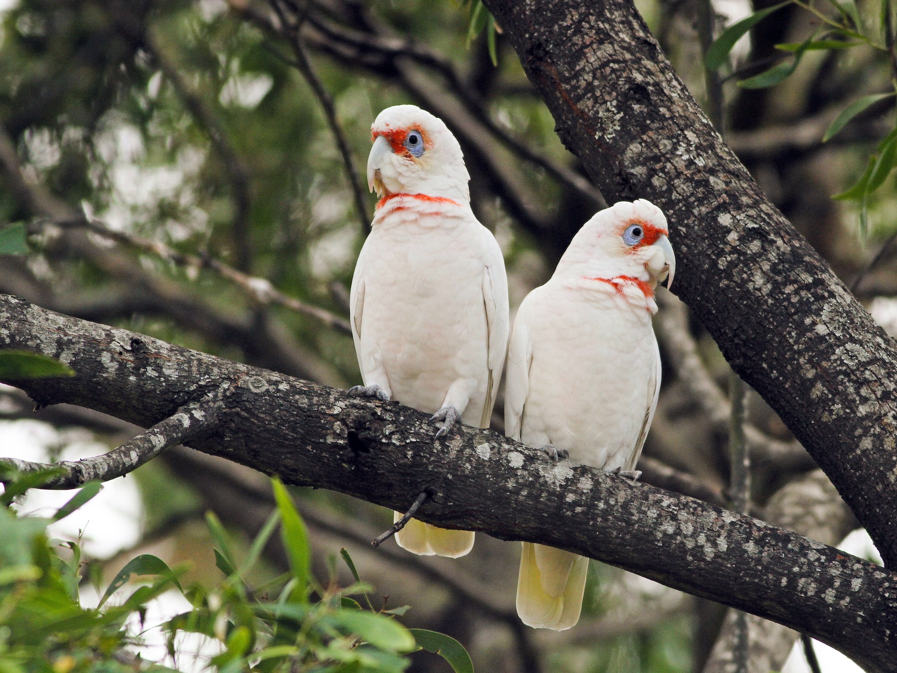 Long-billed Corella - eBird