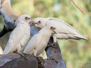 Little Corella - eBird