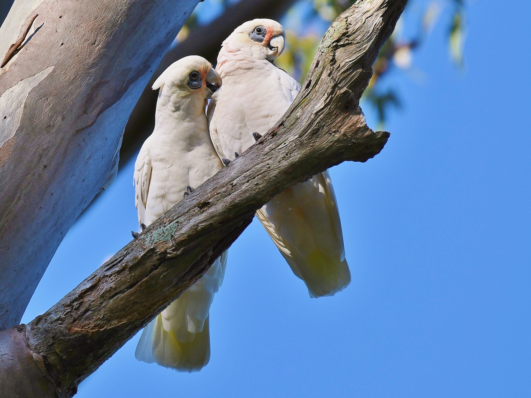 Little Corella - eBird