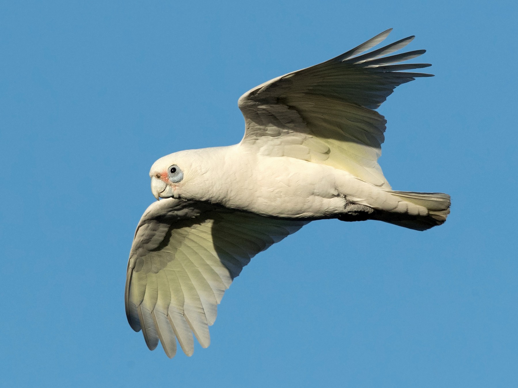 Little Corella - eBird