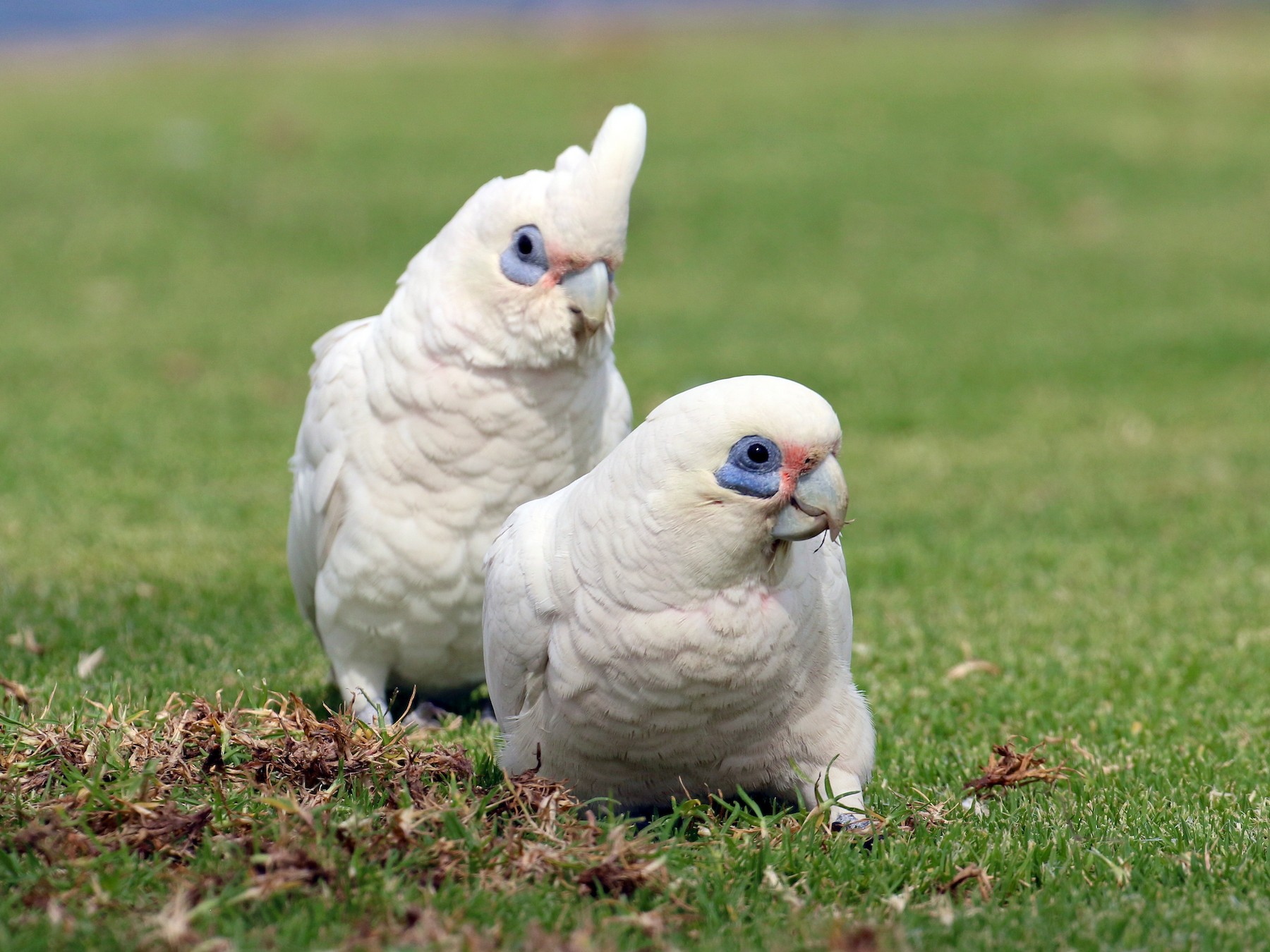 Little Corella - eBird