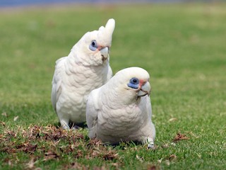 Little Corella - eBird
