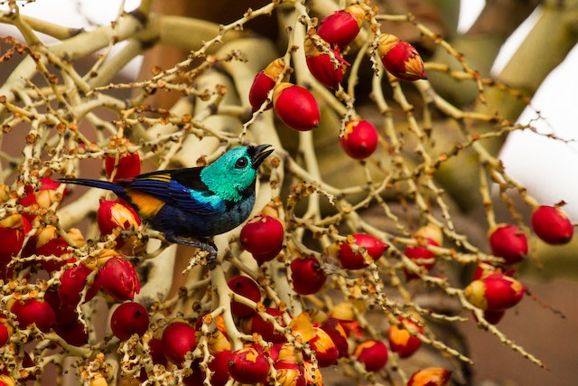 Seven Colored Tanager