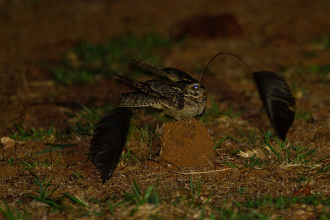 Standard Winged Nightjar Flying