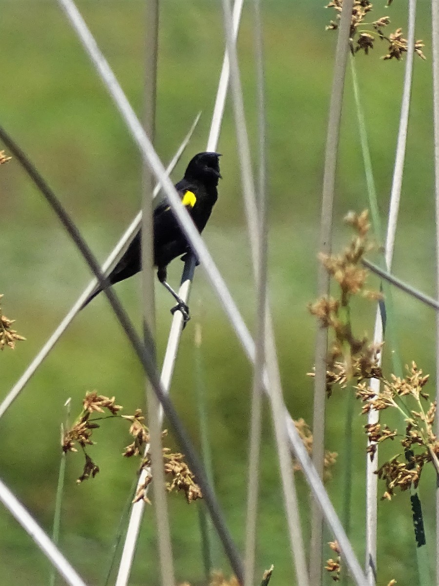 ML123004791 - Yellow-winged Blackbird - Macaulay Library