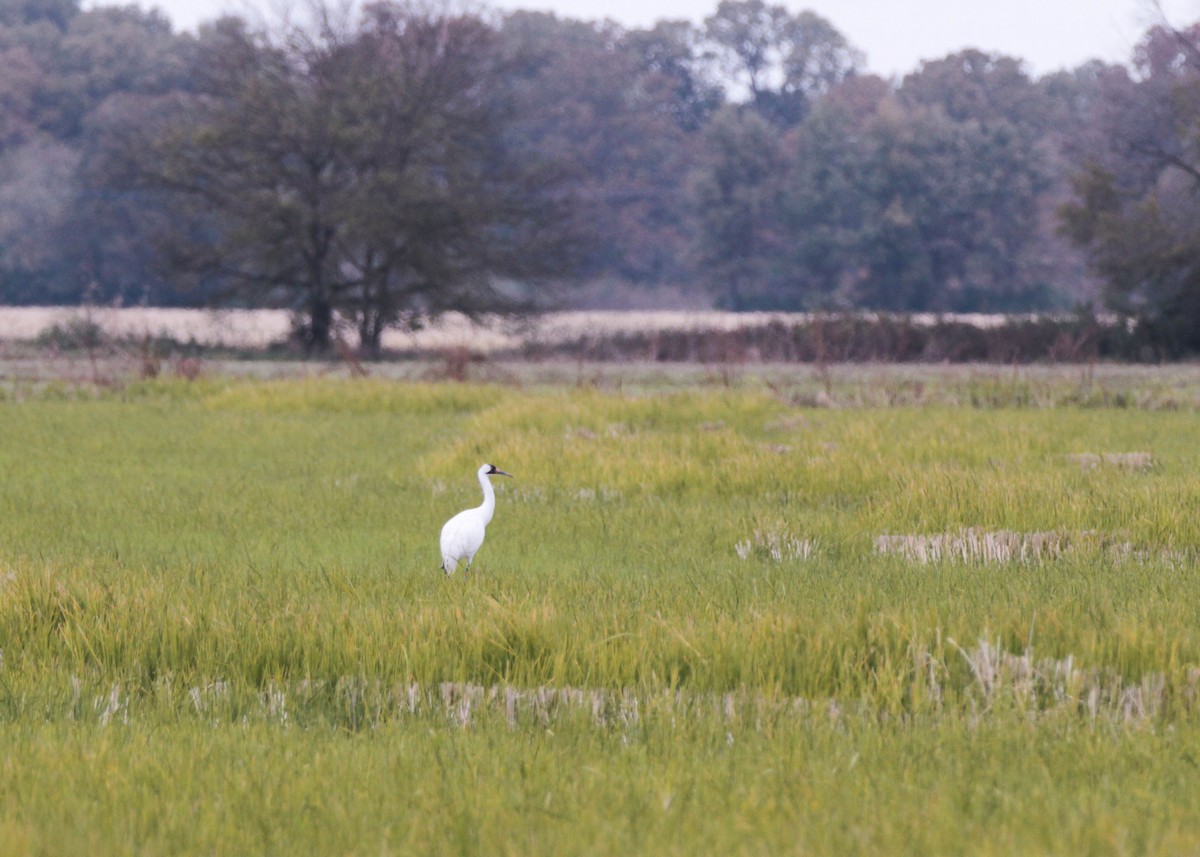 eBird Checklist - 11 Nov 2018 - stakeout Whooping Crane, Hwy. 33, Roe (2018) - 4 species