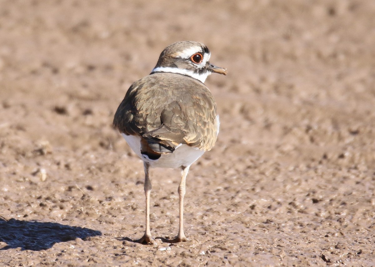 eBird Checklist - 12 Nov 2018 - Evergreen Turf Sod Farm--Tweedy/Pretzer ...
