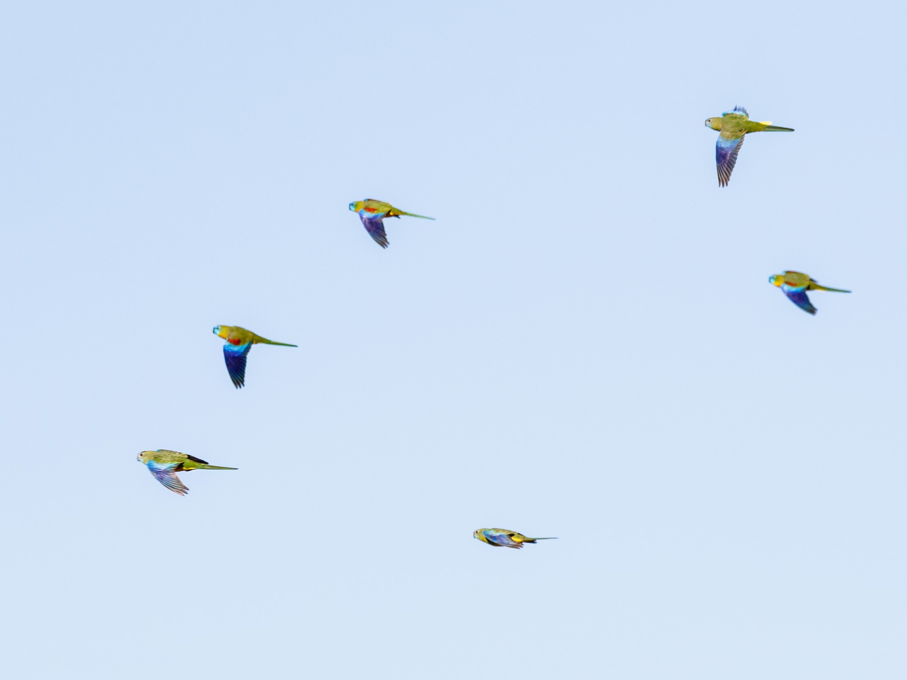 turquoise parrot - eBird