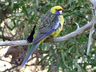 Green Rosella - eBird