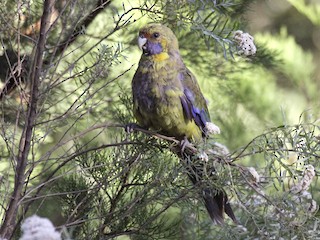 Green Rosella - eBird