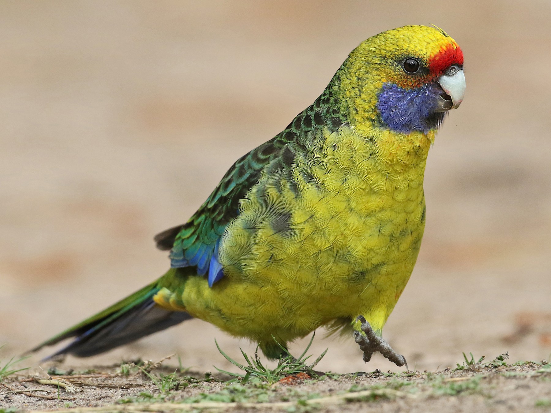 Green Rosella - eBird