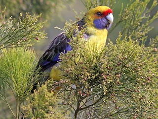 rozella tasmańska - eBird